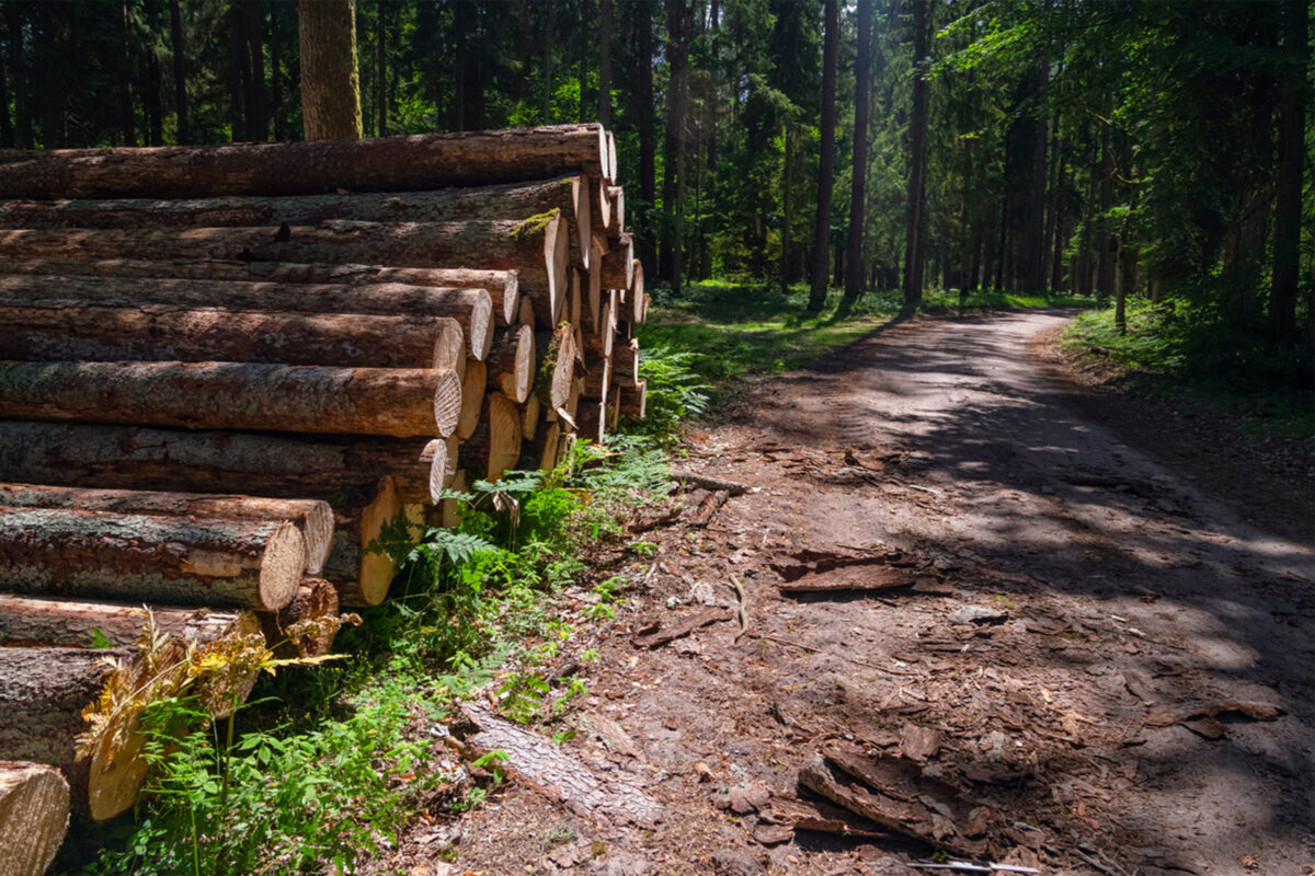 Lumber Milling: A Guide for Techniques & Cuts in Architectural Design ...